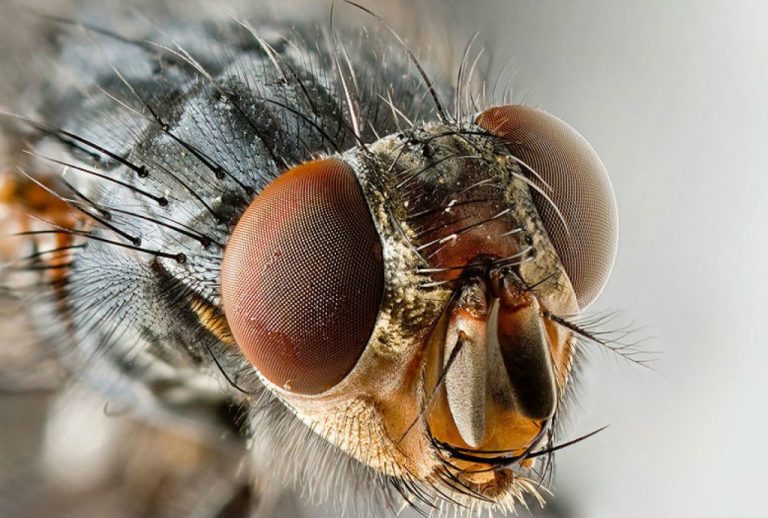 Las moscas: criaderos y algunas estrategias para eliminarlos