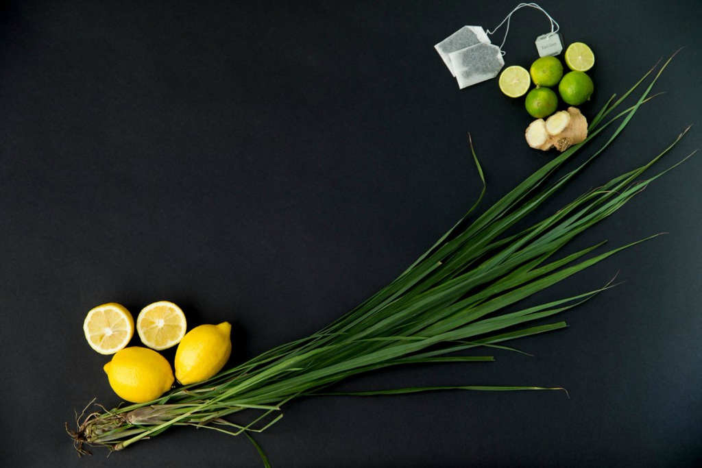 El malojillo y el amplio uso de esta planta en materia medicinal